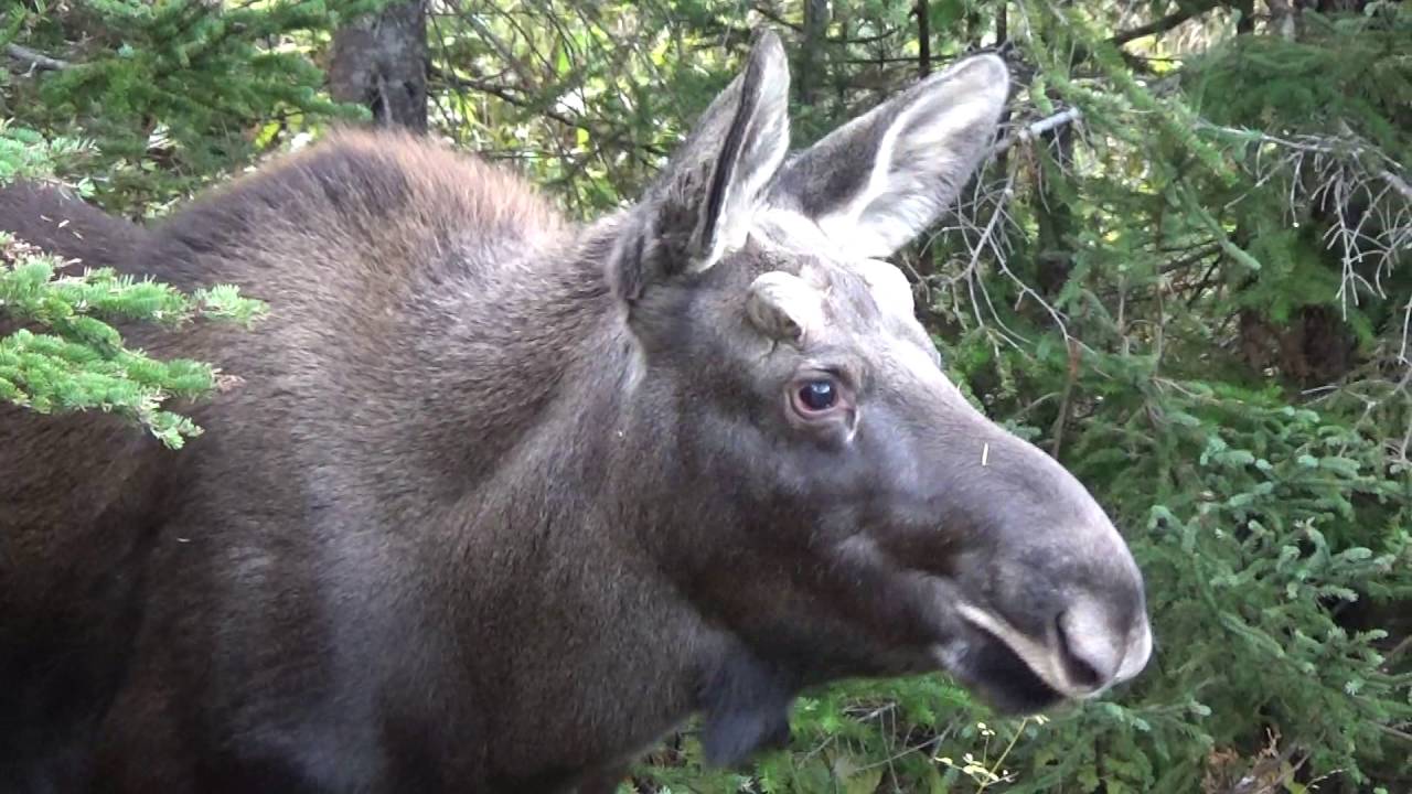 Jeune Orignal /Young Moose - Québec - Canada - YouTube