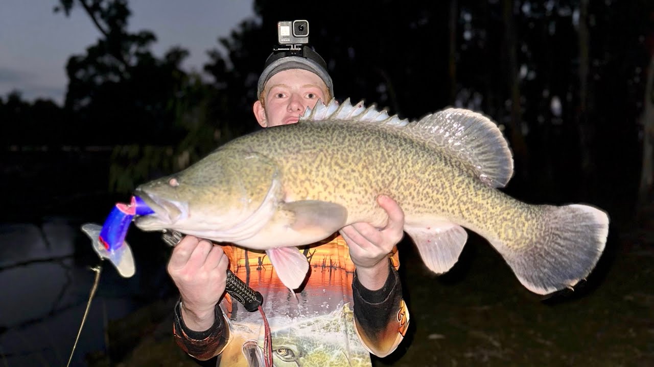 Murray Cod Surface Fishing, it always pays to look where your going 😂 ...