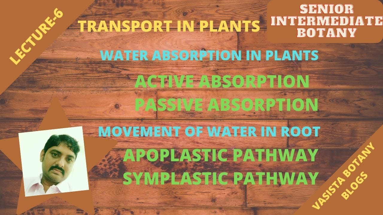 INTERMEDIATE BOTANY/ Absorption of water in plants & Movement of water ...