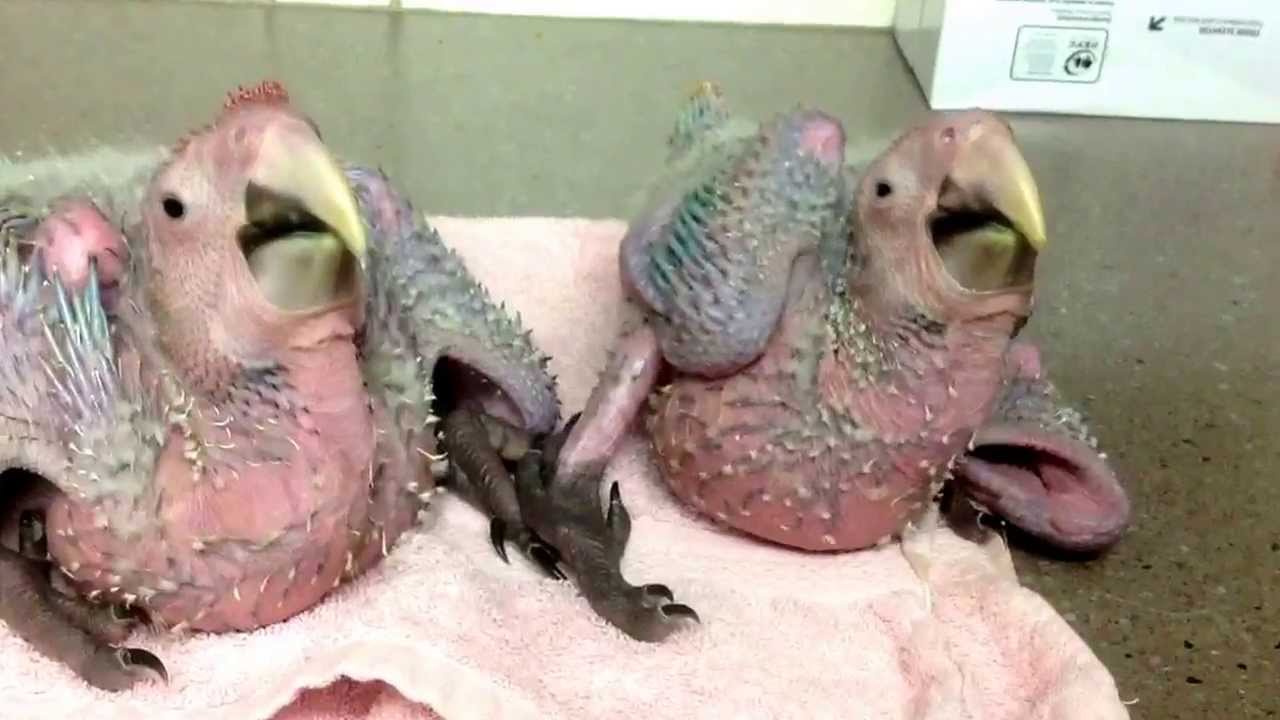 Scarlet macaw chicks... Just showing their feather Mohawks - YouTube