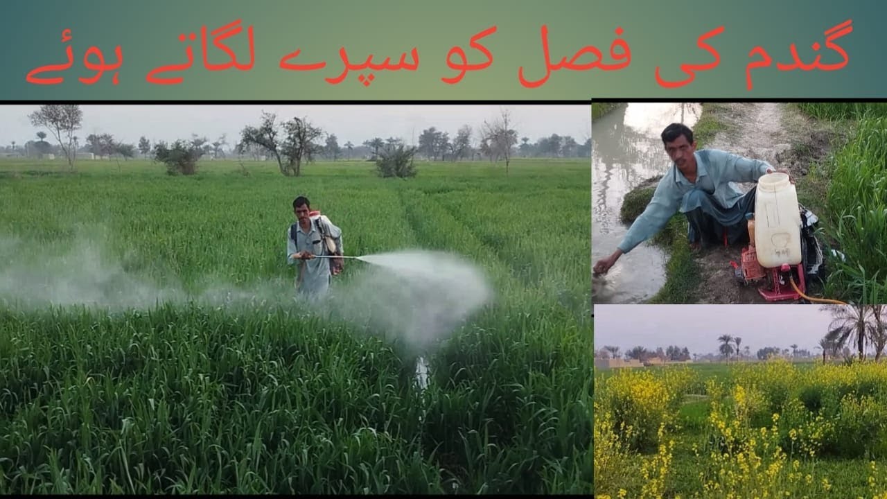 SPRAY WHEAT CROP GANDUM KO SPRAY Krna Village vlog Vlog | Vlogs | Vlogs ...
