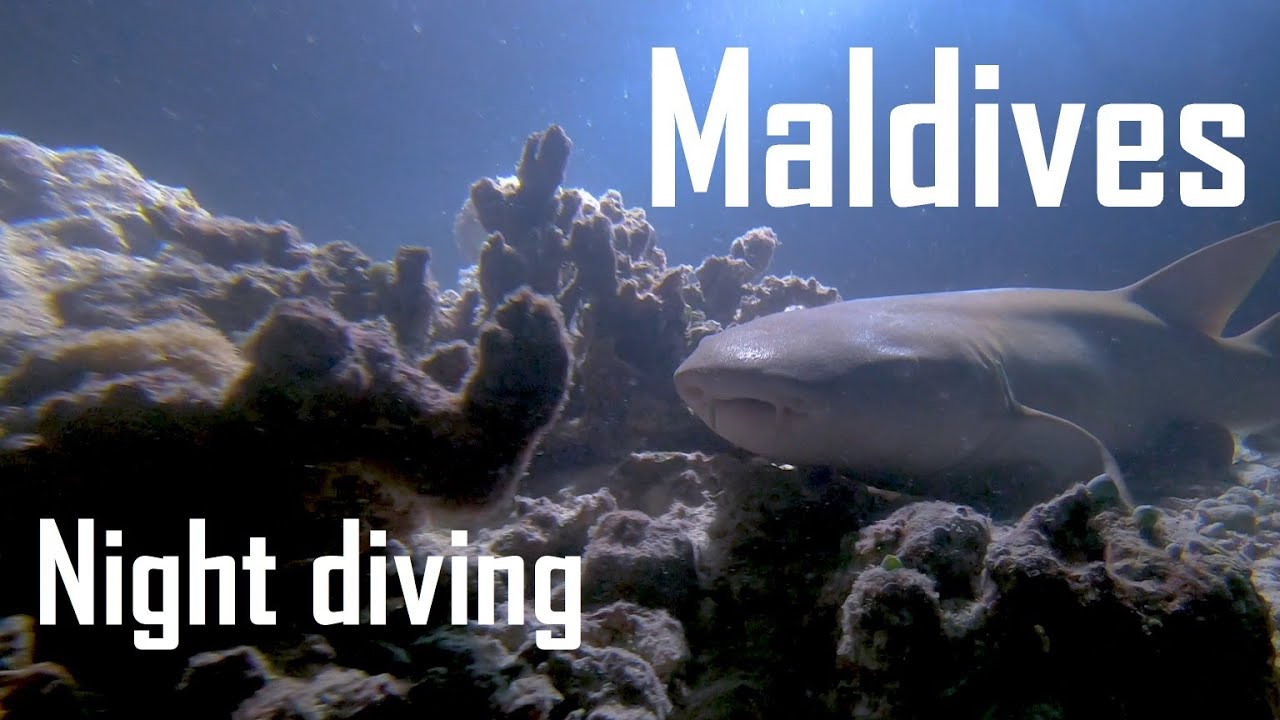 Maldives night diving - YouTube