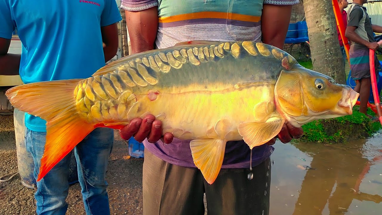 20 Pounds BIG JAPANESE FISH | japanese fish | Asian Fish Market 🐟 - YouTube