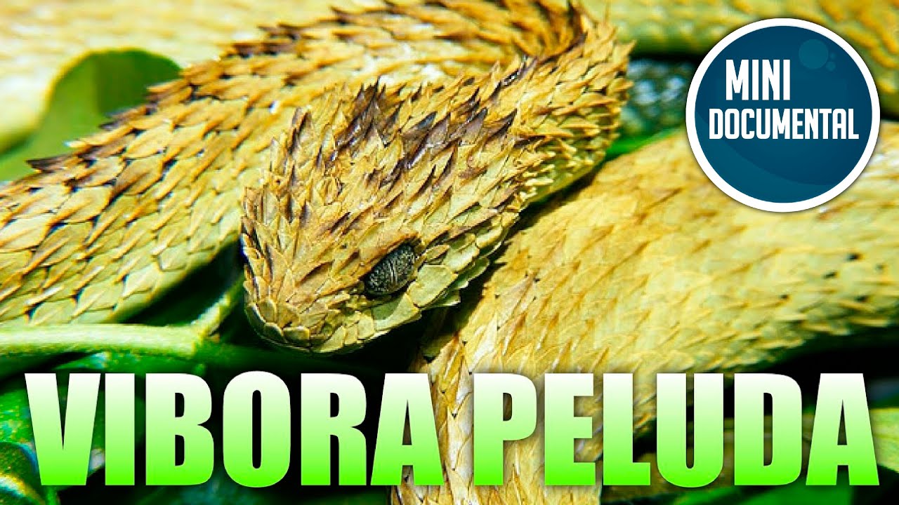 Víbora peluda (mini documental) - YouTube