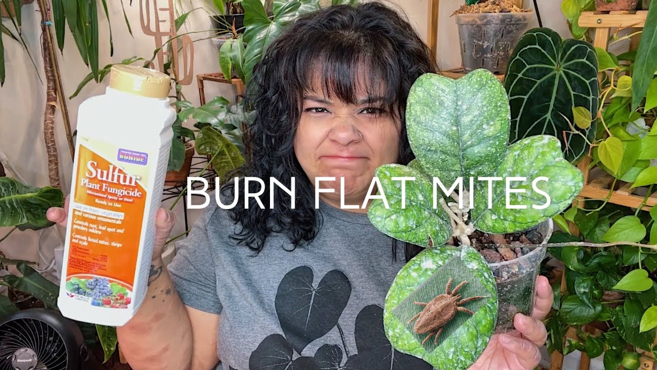 Treating My Entire Hoya Collection for Flat Mites - The WORST Plant ...