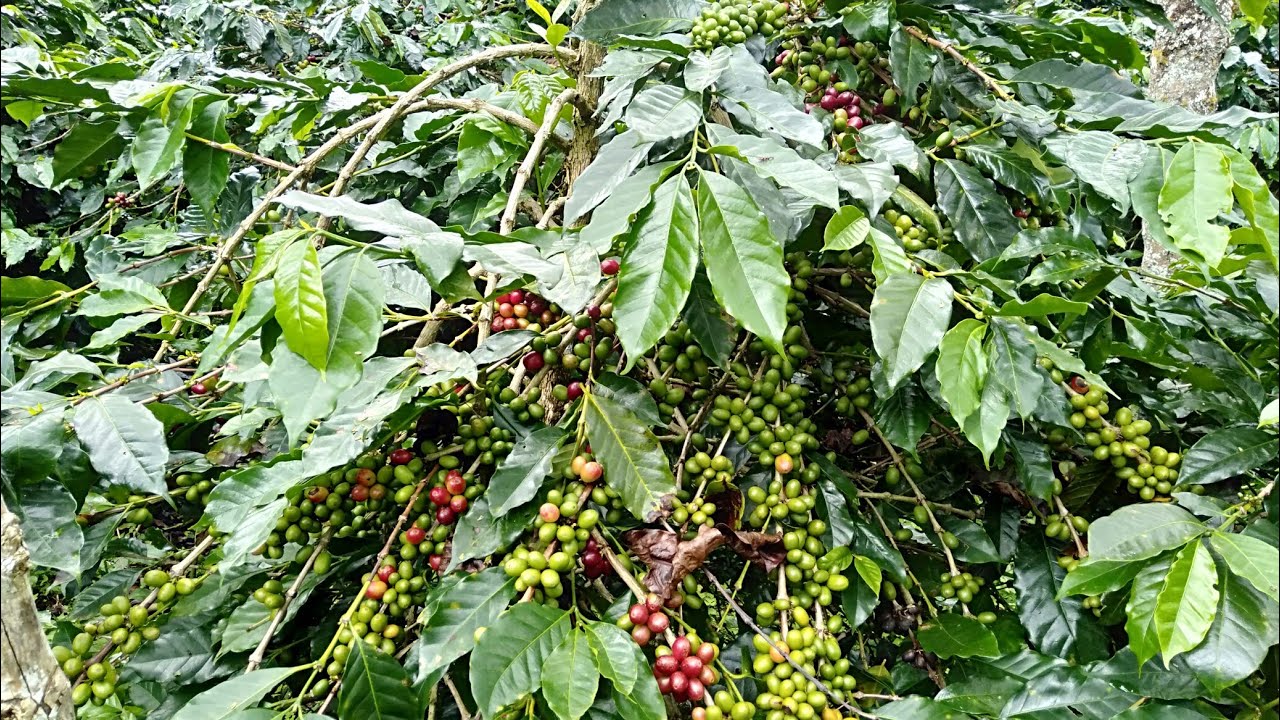 Kopi Arabika Gayo Aceh Ateng Super Hasil Melimpah - YouTube