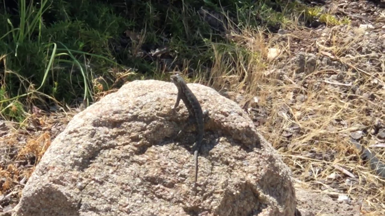 Lizards doing push-ups - YouTube