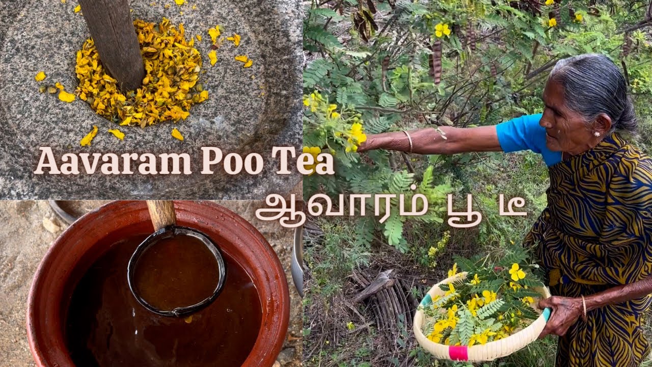 ஆவாரம்பூ டீ | Avaram poo Tea Powder Prepared by Grandma ...