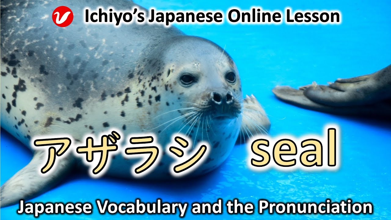 アザラシ (azarashi) | seal | Japanese Vocabulary and the Pronunciation ...