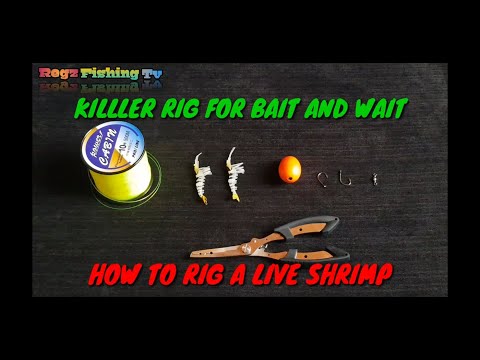 KILLER RIG FOR DOUBLE HOOK UP | HOW TO RIG LIVE SHRIMP | BAIT AND WAIT ...