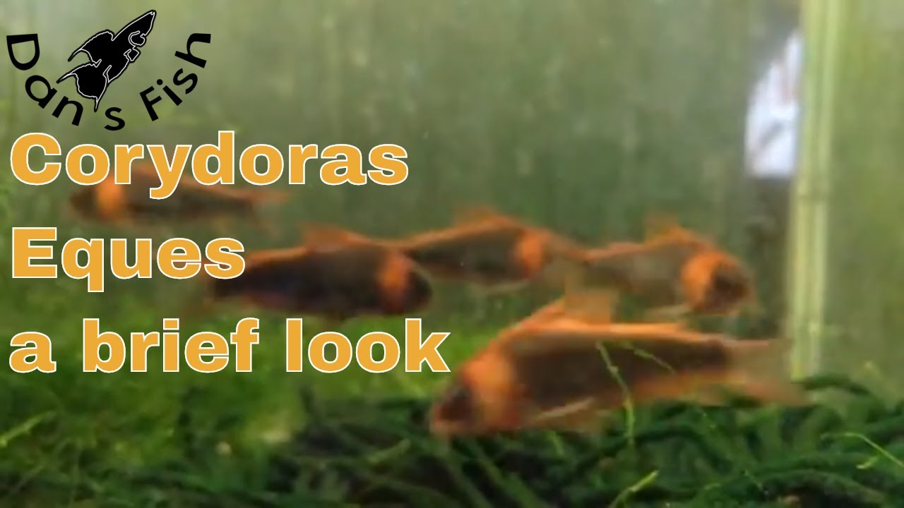 Corydoras eques at Rich Bireley's...Corys in California!!! - YouTube