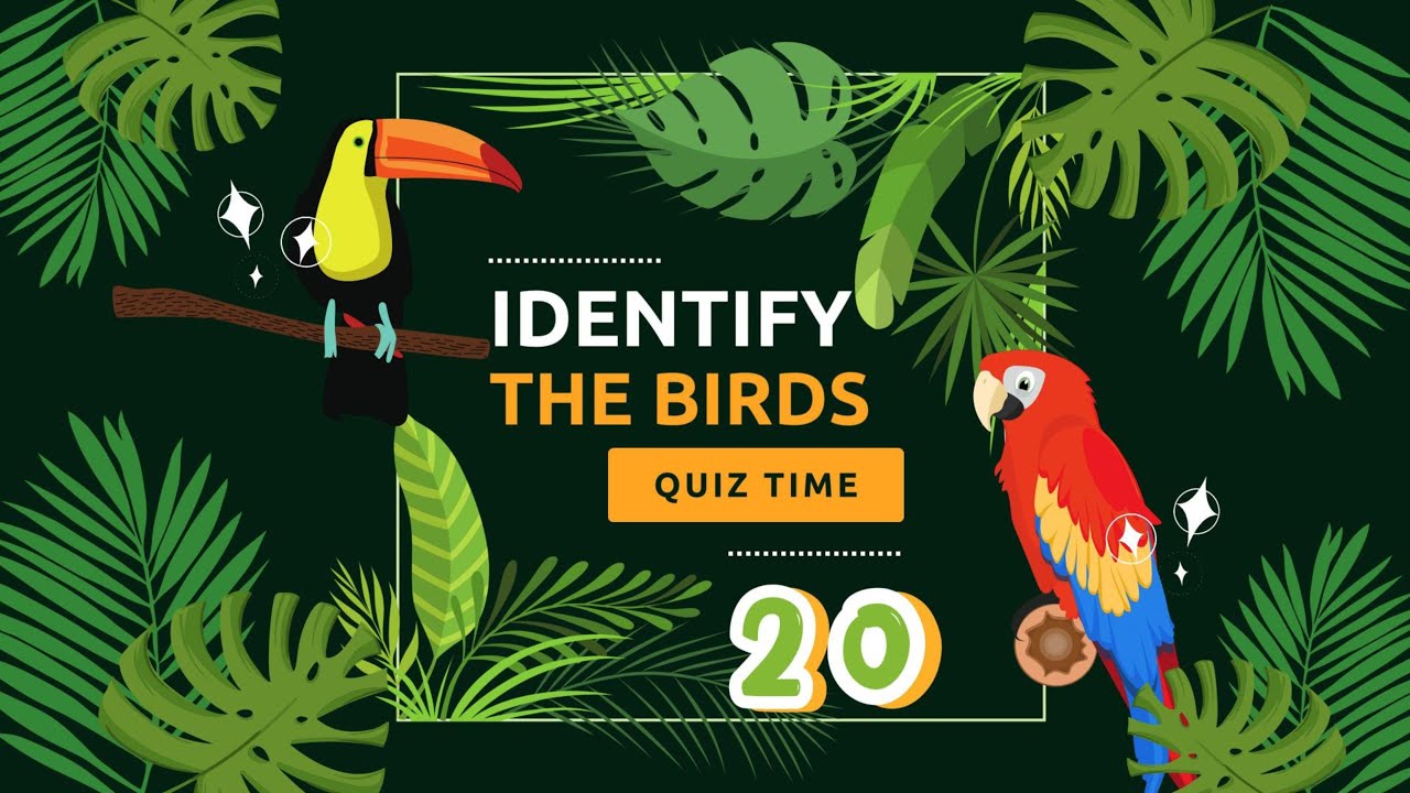 Let's Identify The Birds | Learn Bird names | Bird Quiz | # ...