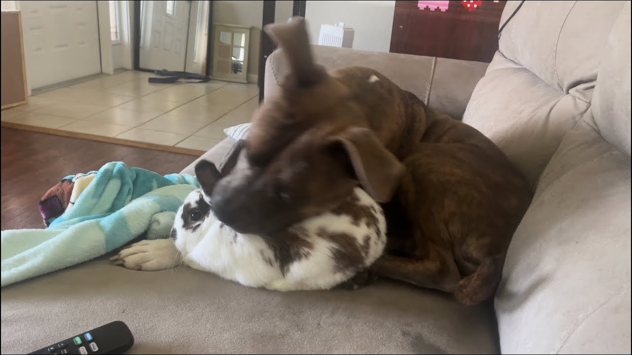 Dog x bunny - friends or food? - YouTube