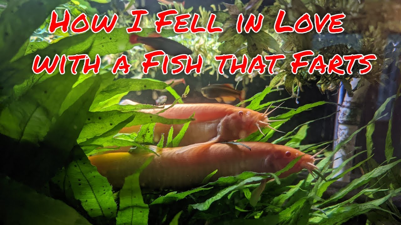 How I fell in love with a fish that farts - My talk at Fishtober Fest ...