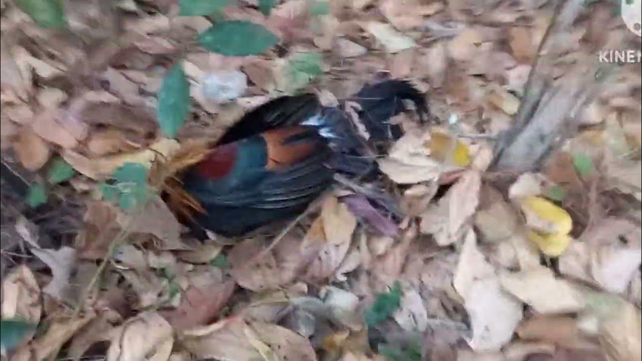 cuab qaib qus tuaj zoo kg - YouTube