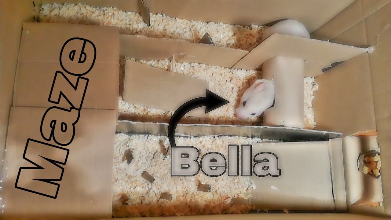 Bella first time in the maze - YouTube