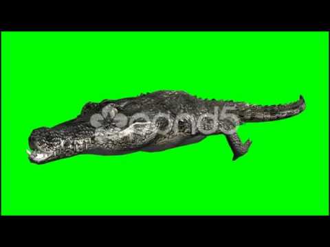 Crocodile Swims - Isolated Animal Green Screen