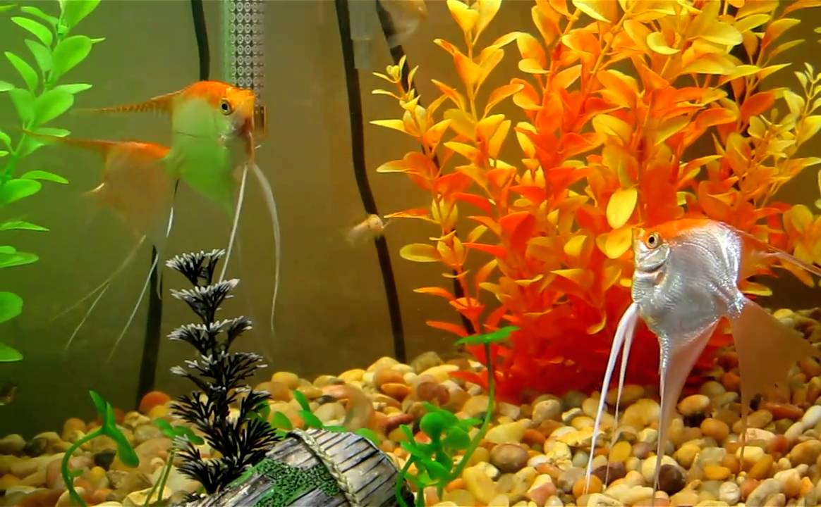 Angelfish Fighting or Mating Rituals - YouTube
