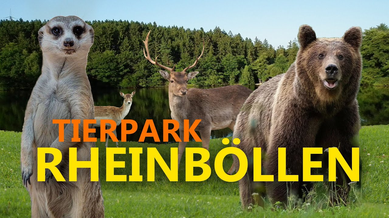 Tierpark Rheinböllen | Zoo-Eindruck - YouTube