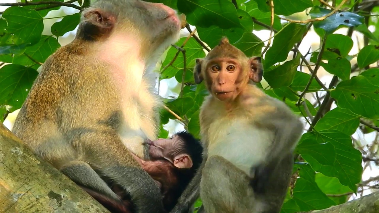 Mum! Can i drink milk too, I'm so hungry | Monkey Jane and baby monkey ...