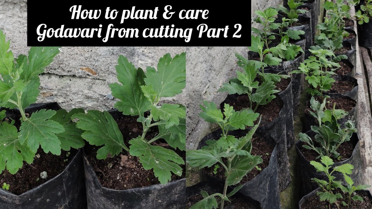 #how to plant and care godawari from cuttings part 2/growing godawari ...