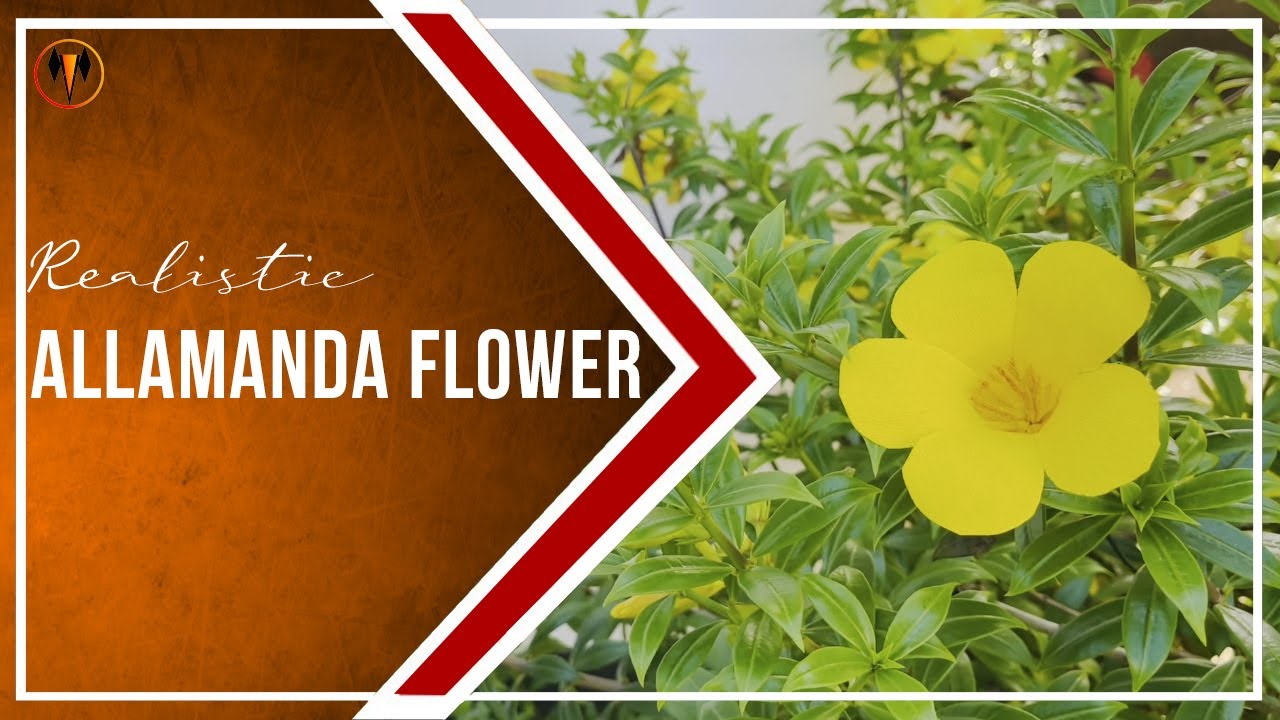 Allamanda flower using crepe paper | Craft | Arcane View - YouTube