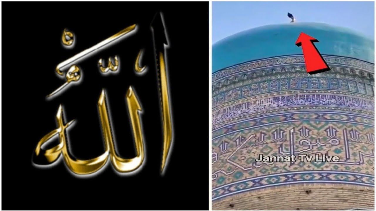 #माशाअल्लाह एक Parinde की Juba पर Allah Allah Ki Boli" Bird Is Saying ...