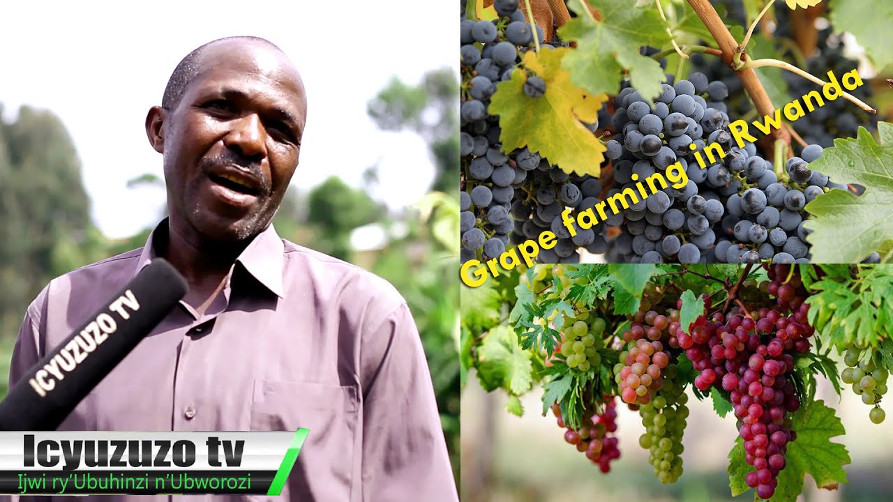 Ngororero/Sovu| Tumenye byinshi kugihingwa cy'umuzabibu. Guhinga # ...