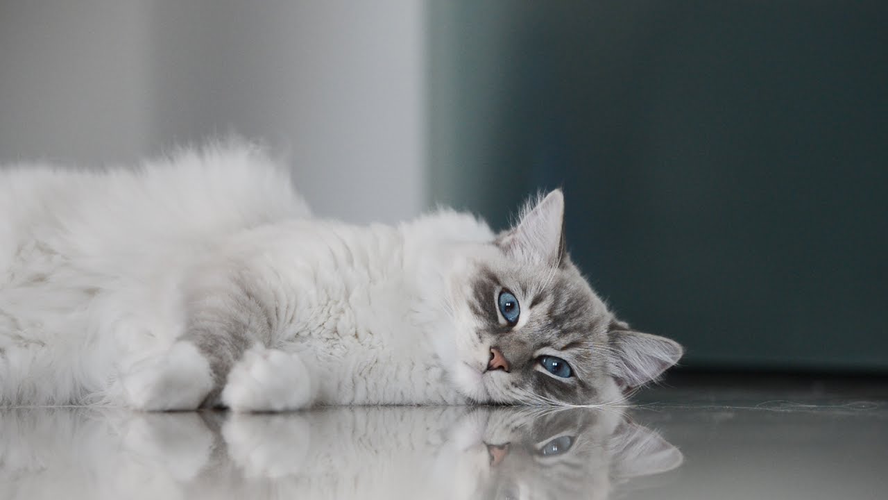 Happy Casper cat stress relief video - YouTube