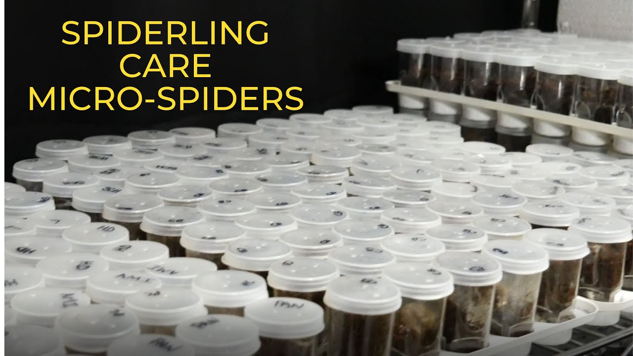 Spiderling Care for Tiny tiny spiders - YouTube