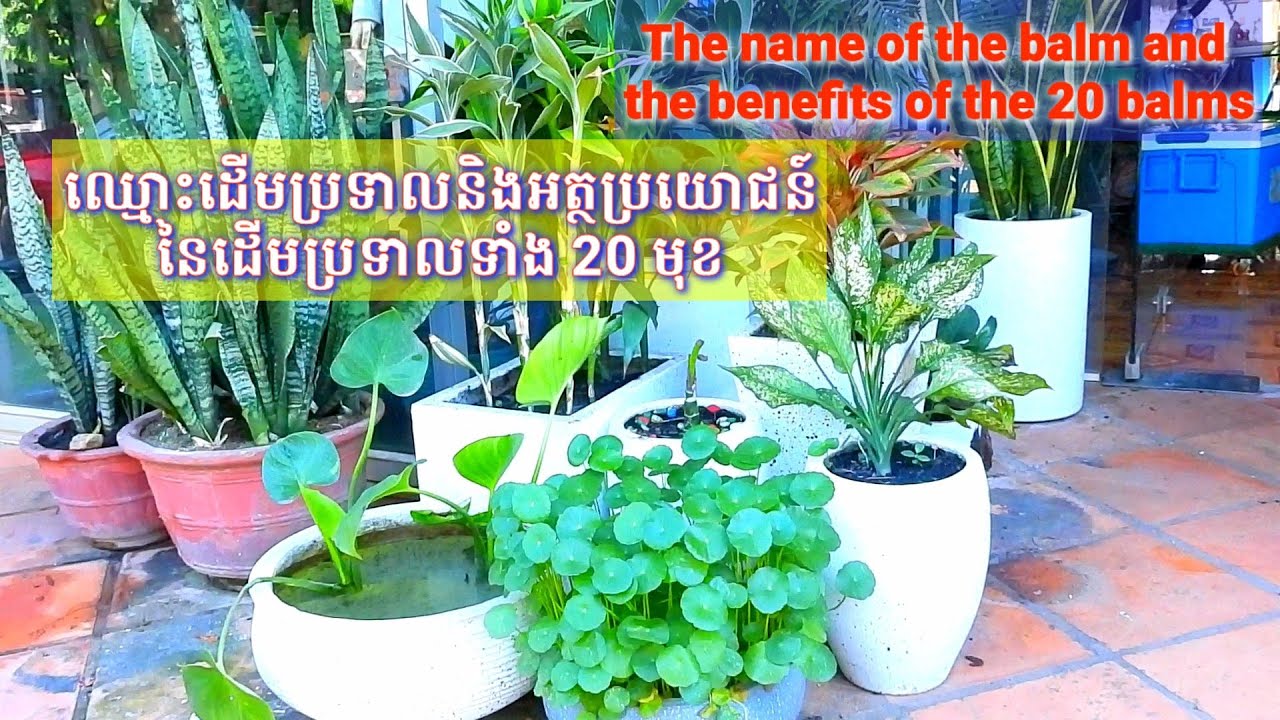 ឈ្មោះប្រទាល និងអត្ថប្រយោជន៏នៃដើមប្រទាលទាំង២០មុខ,The name of the balm ...