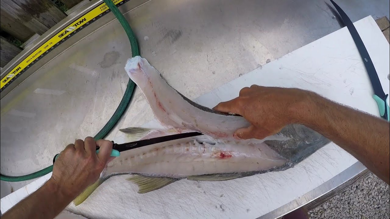 It's That Easy! - Snook Fishing and Filleting - YouTube