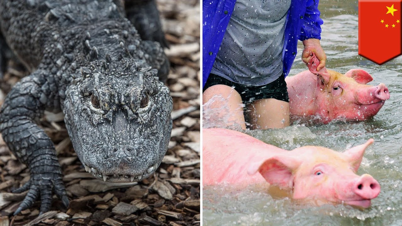Almost 100 alligators escape, while 1,000 pigs are saved in massive ...