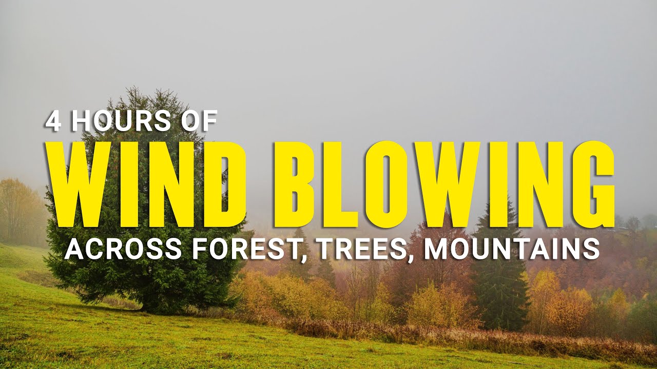 Relaxing Wind Blowing Across Forest, Gentle Wind in the Trees ...