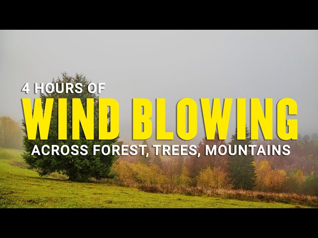 Wind Blowing Trees In Forest