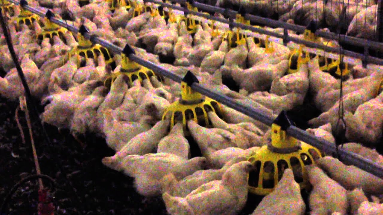GRANJA DE RECRÍA DE GALLINAS REPRODUCTORAS PESADAS, CON PLATO Vitoo ...