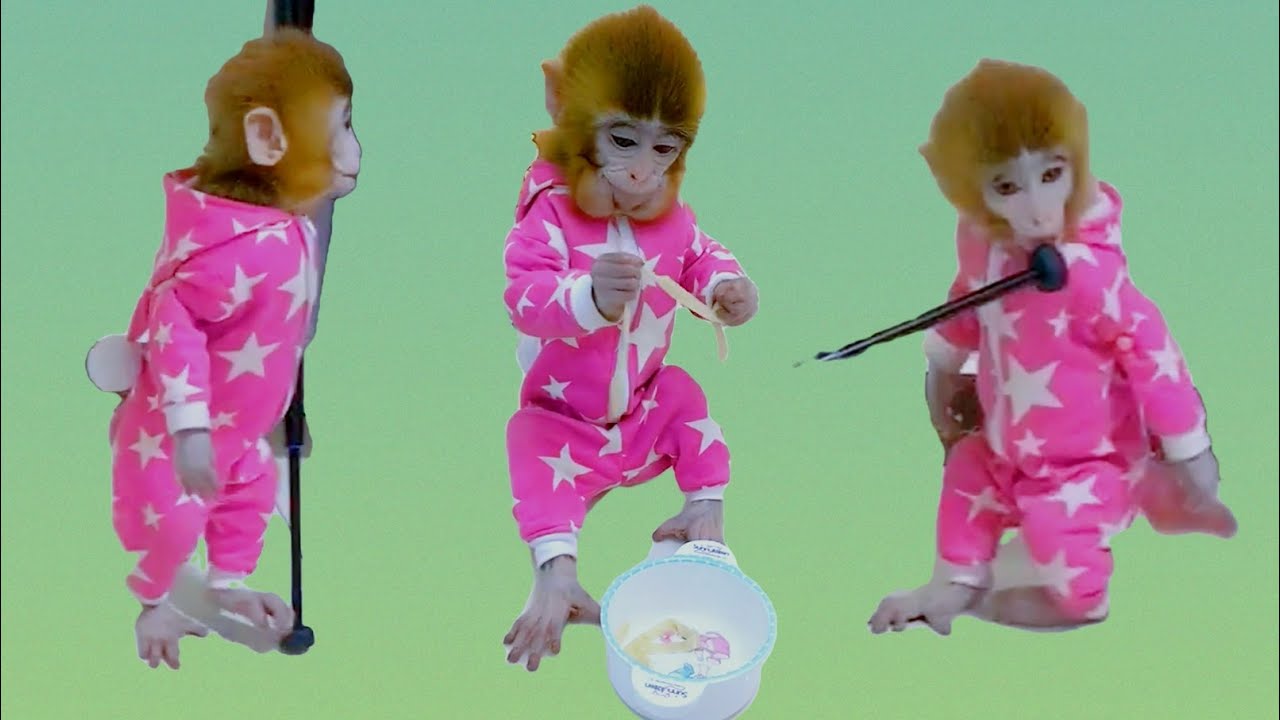 The most handsome pocket monkey is eating and playing in his huge house ...