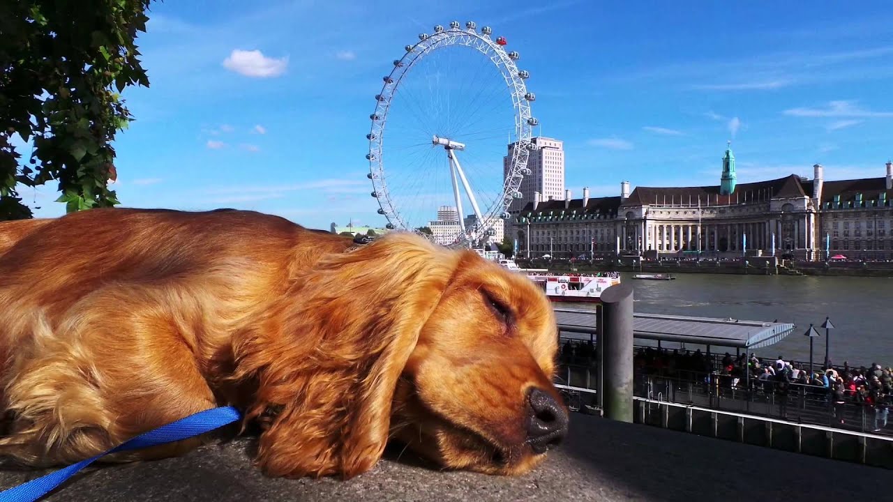 English Cocker Spaniel Max :-) just turned 1year old. - YouTube