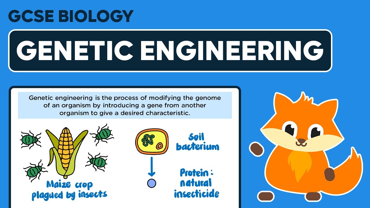 Introduction to Genetic Engineering - GCSE Biology - YouTube
