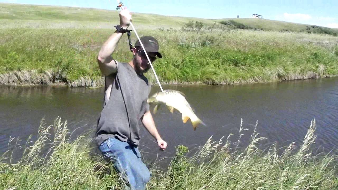 Bowfishing for carp - YouTube