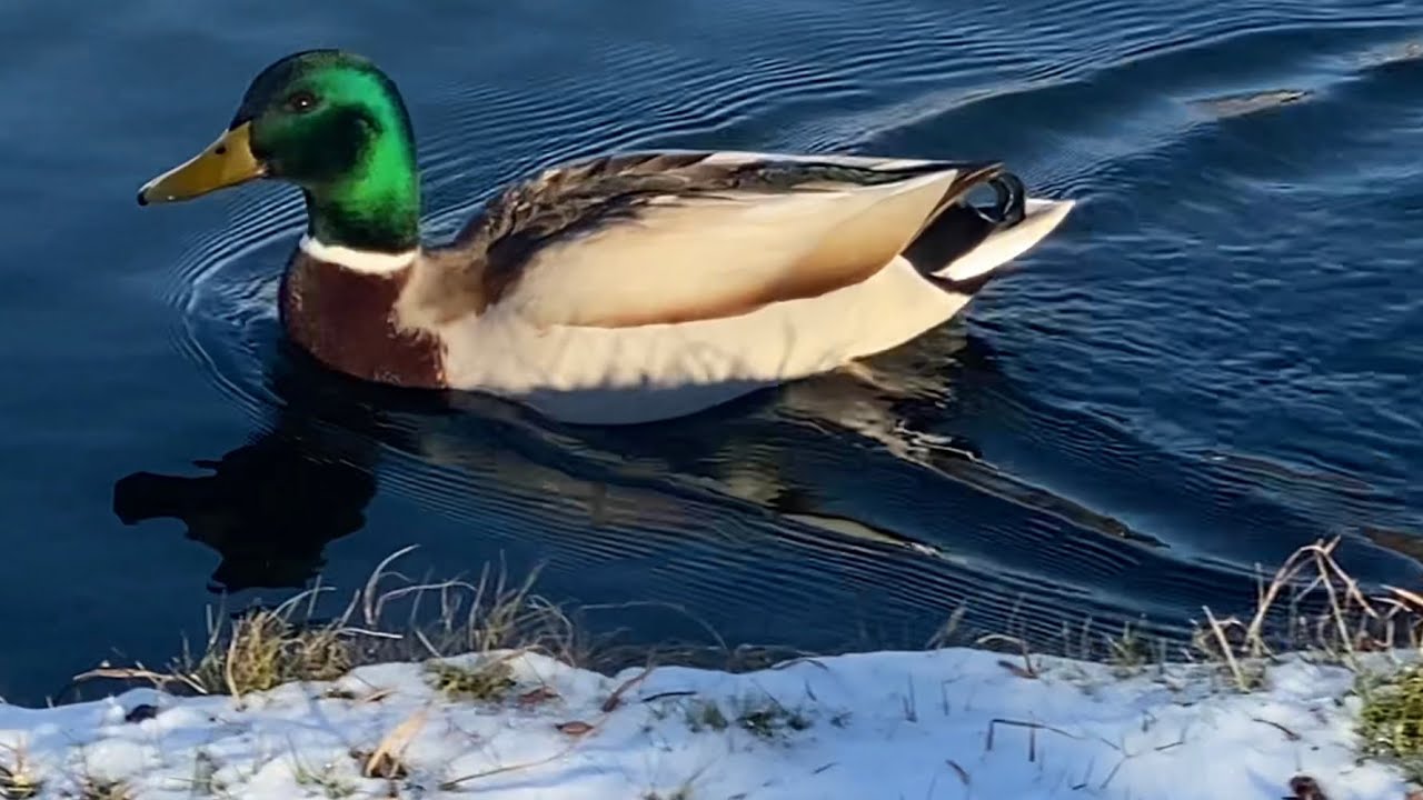 Enjoy watching peaceful ducks 🦆 swimming in a pond - YouTube