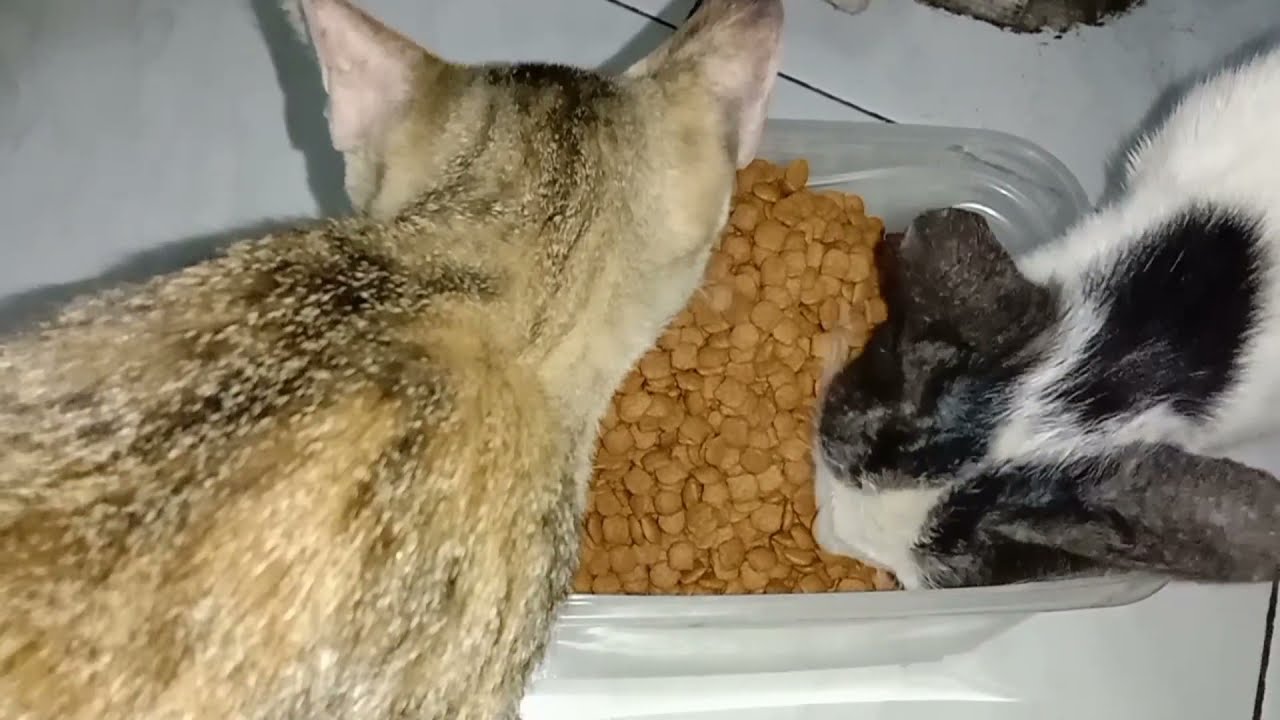 Kucing Makan Hello Kitty Cat Food - YouTube