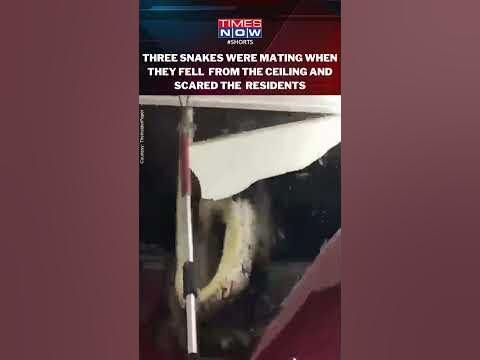 Viral Video! Stomach-Churning Footage Of Mating Snakes Falling Through ...