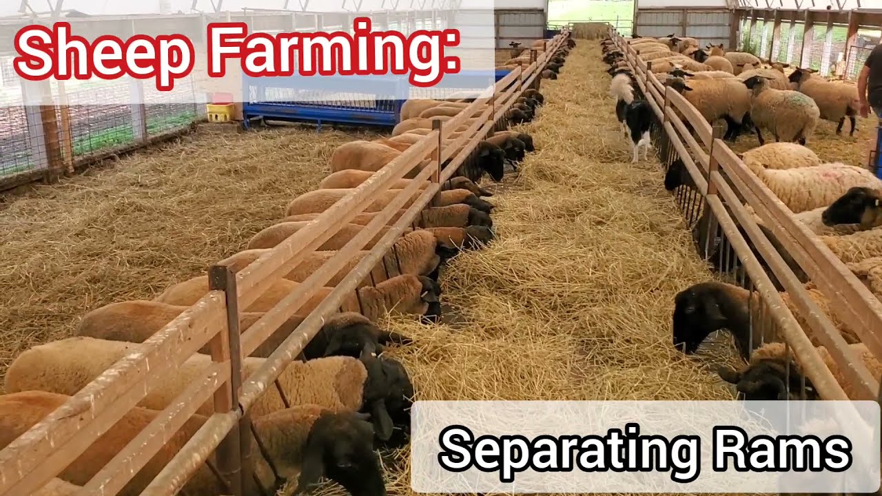 Sheep Farming: Separating Rams - YouTube