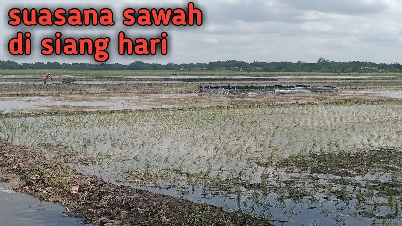 Suasana sawah di siang hari || musim tanam padi - YouTube