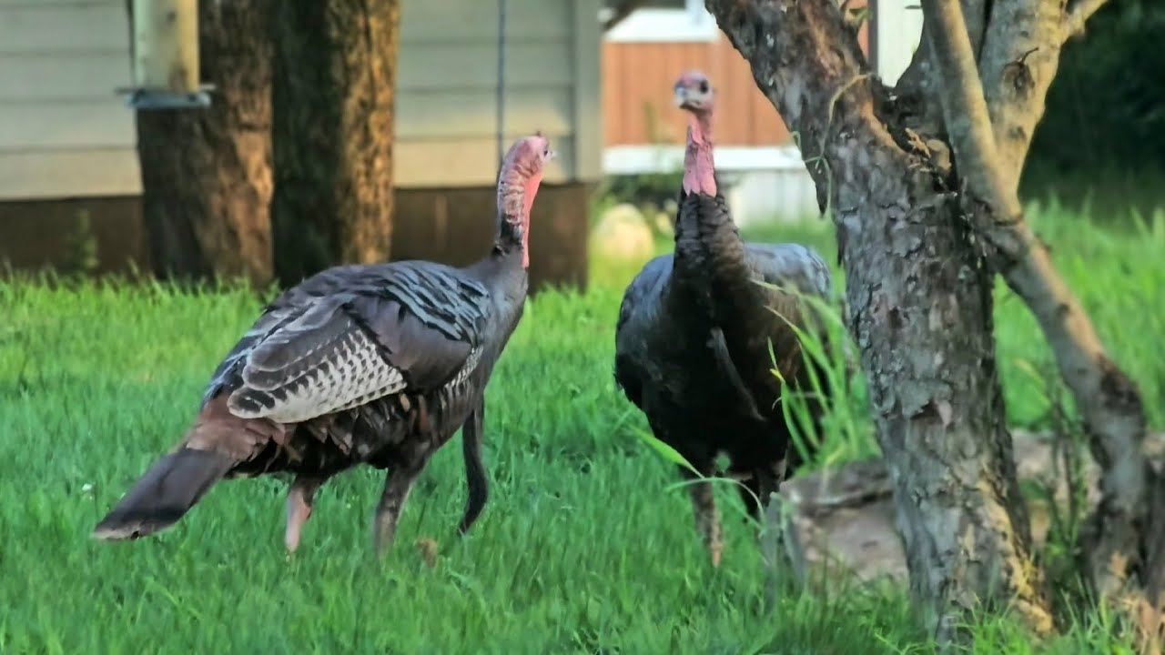 Turkey Deer Ducks & Buck (calm animals) - YouTube