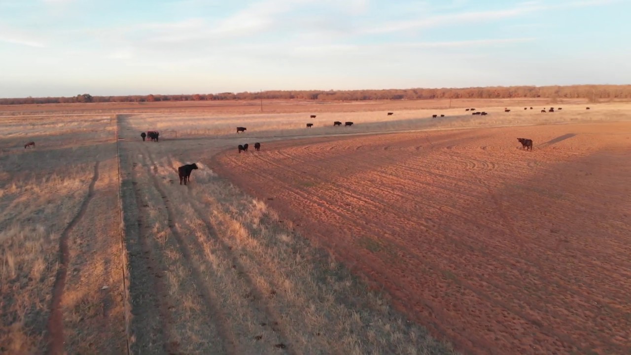 Cow Watching - YouTube