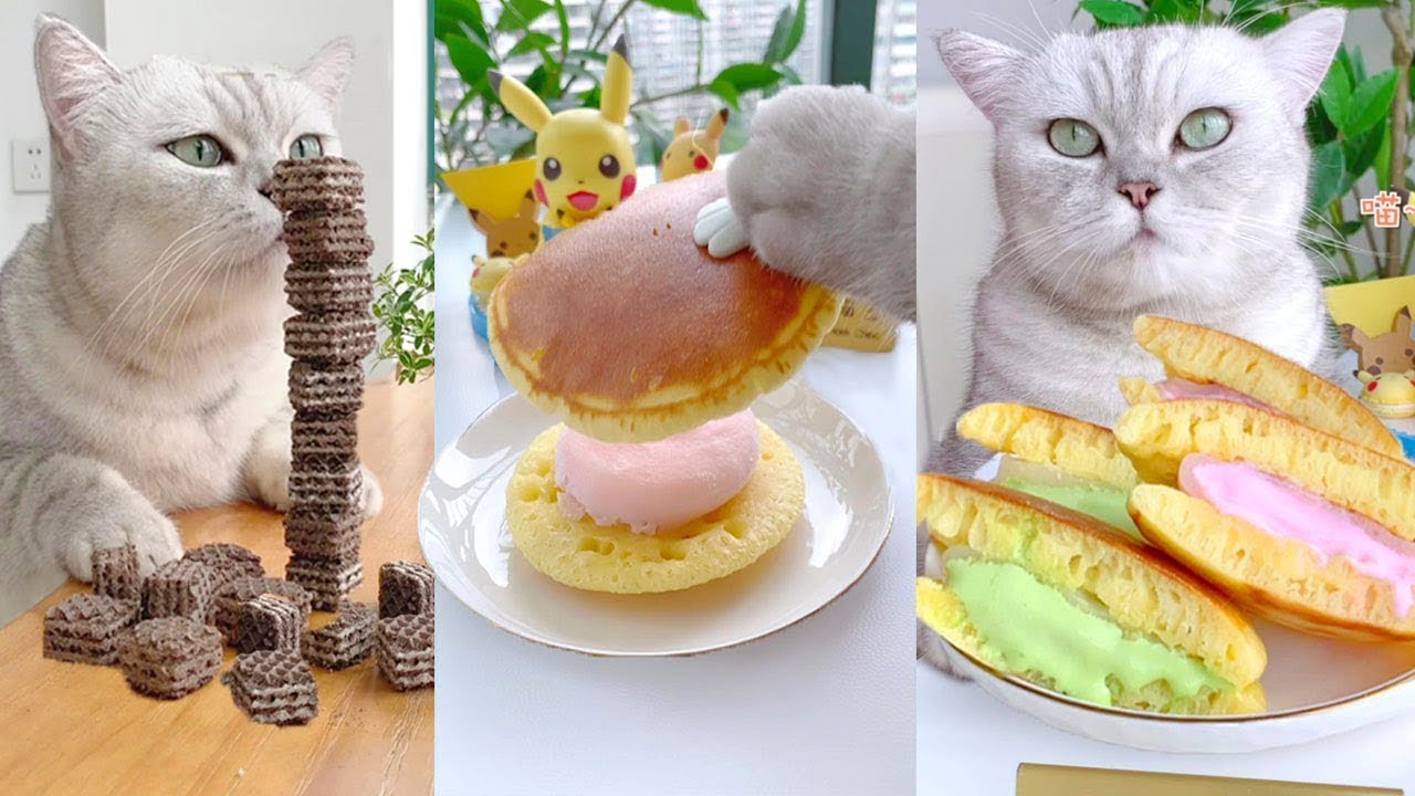 Meet the Feline Baker Creating Irresistible Pastries! - YouTube