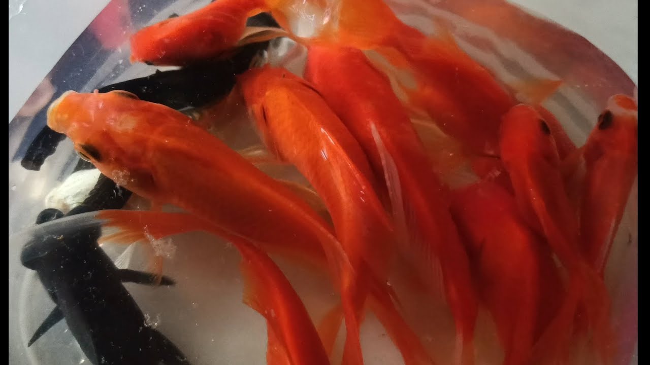 Top 4 beautiful fish.golden fish, black fish, silver fish and rahu fish ...