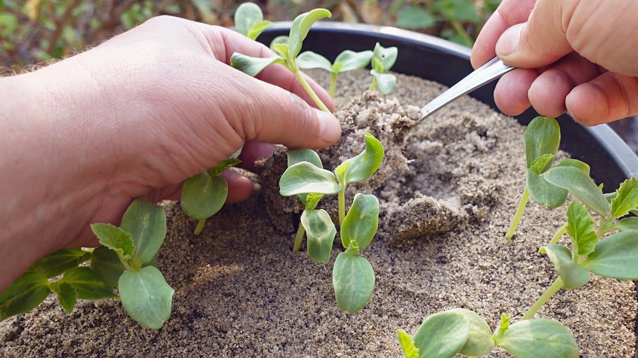 Starting Seeds In Sand VS. Soil | How & Why? - YouTube